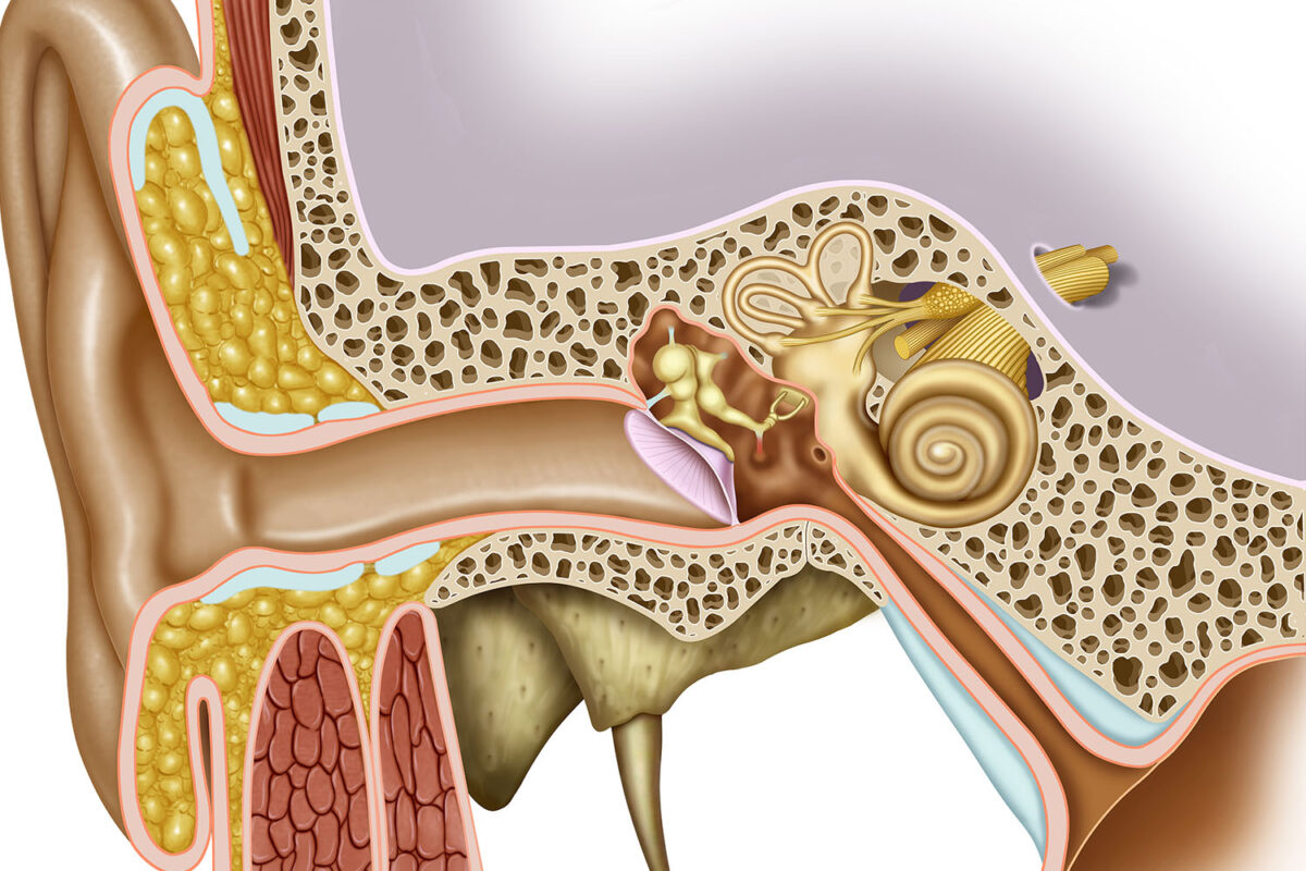 Ear anatomy - Eremedium