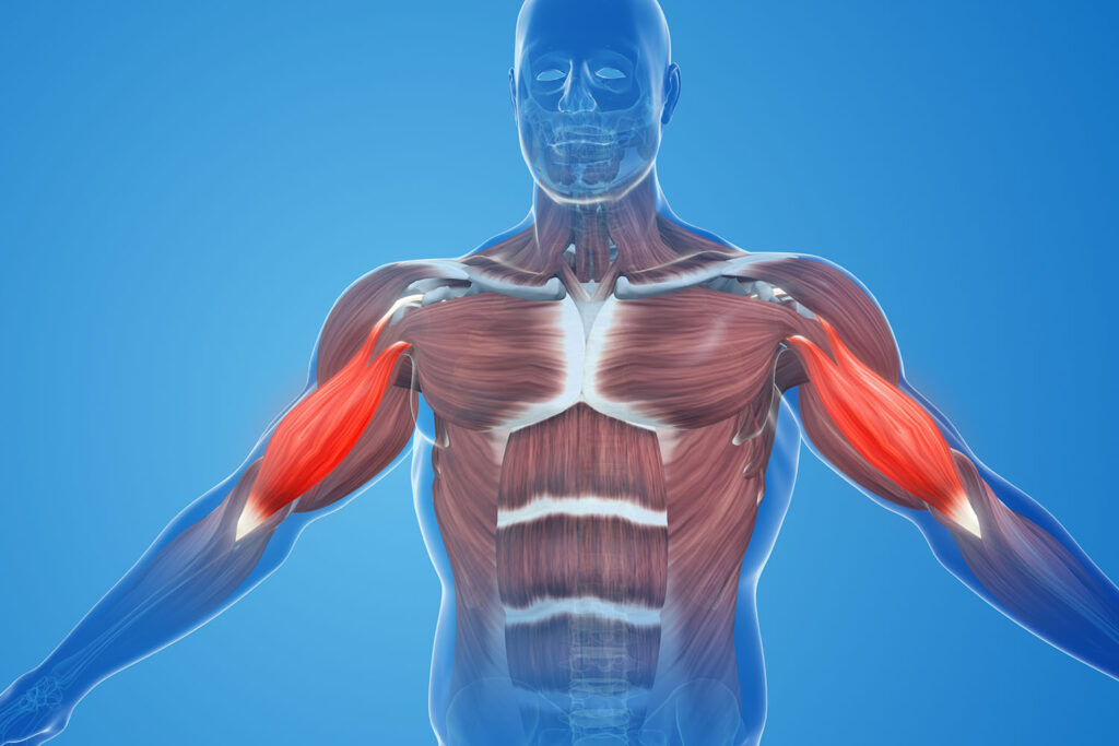 Largest muscle in Human Body - Eremedium