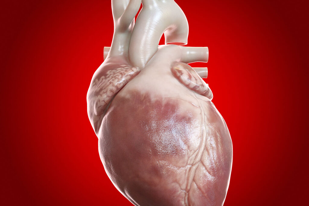Real Human Heart - Eremedium