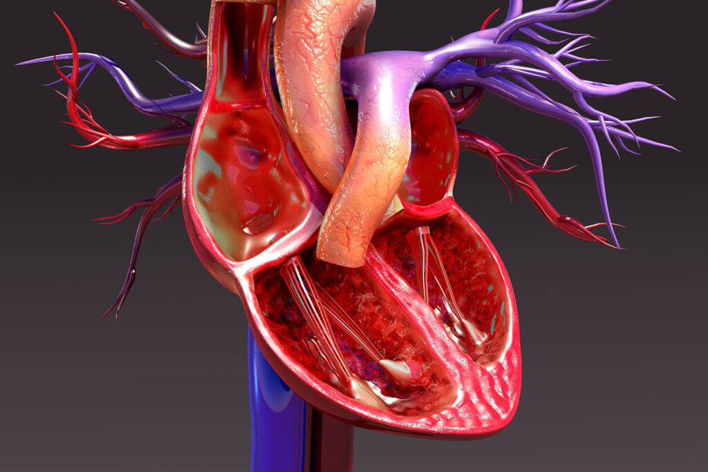 Heart images in Human Body - Eremedium