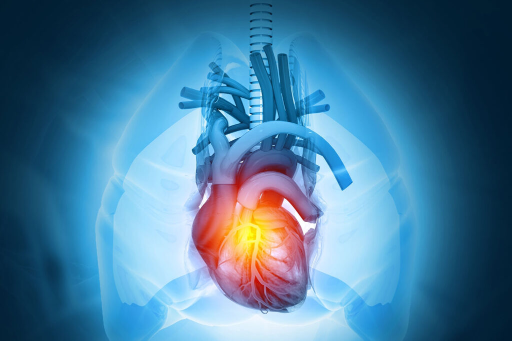 Internal Structure of Human Heart - Eremedium