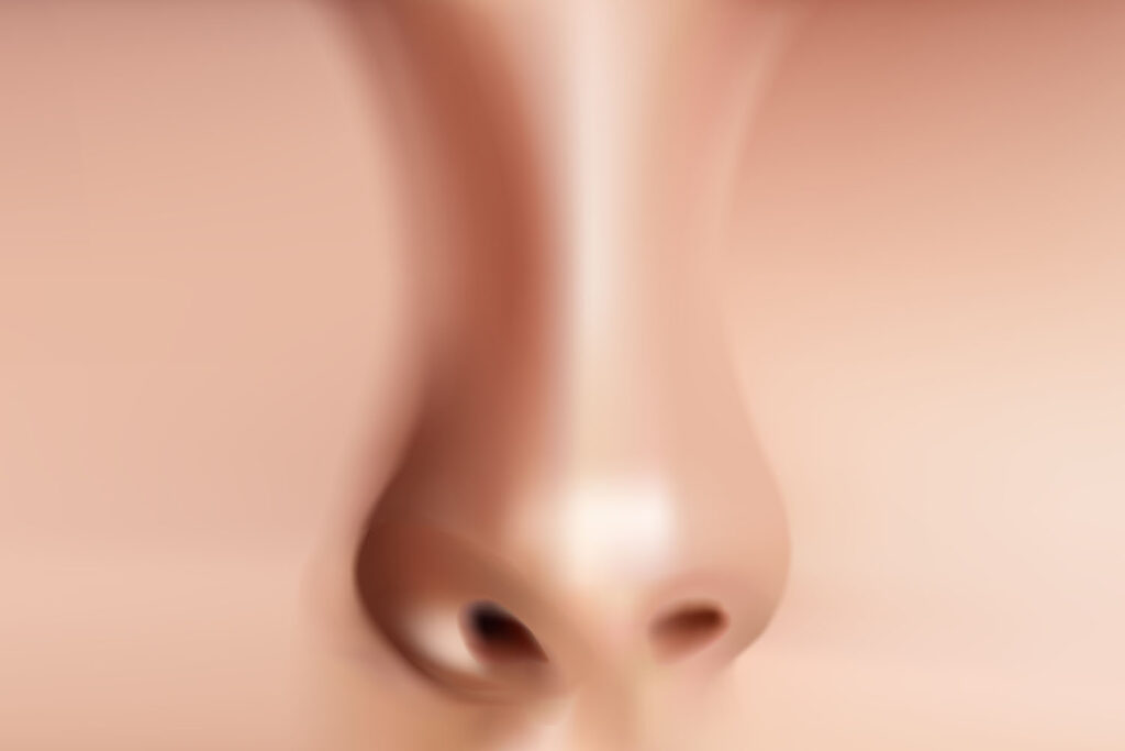 Nasal Septum Anatomy - Eremedium